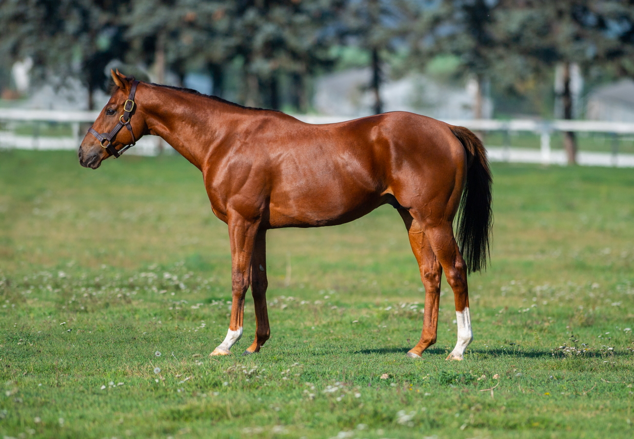 Discount on covering fees in Diospuszta in 2023 | Hungarian Gallop ...